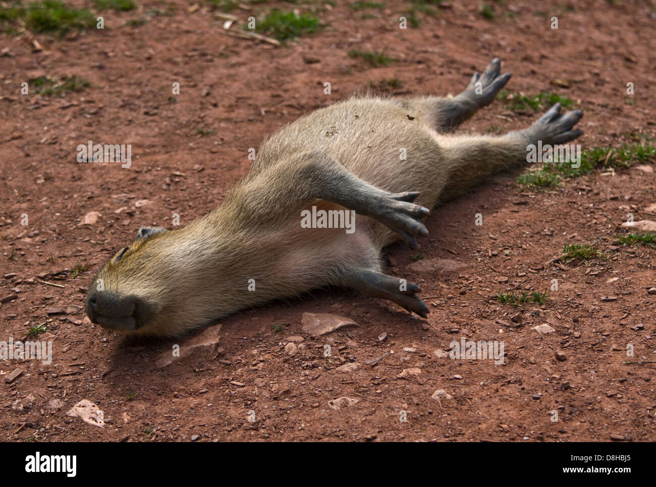 Capybara (hydrochoerus hydraochaeris) stretching Stock Photo - Alamy
