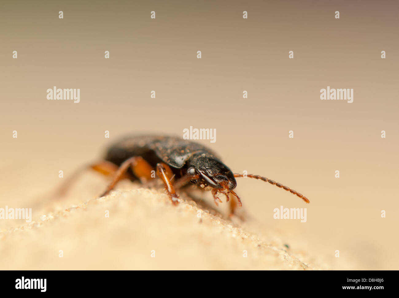 Anisodactylus binotatus hi-res stock photography and images - Alamy
