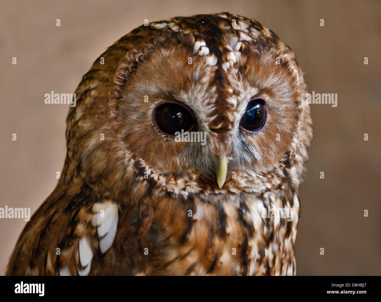 Tawny Owl (strix aluco Stock Photo - Alamy