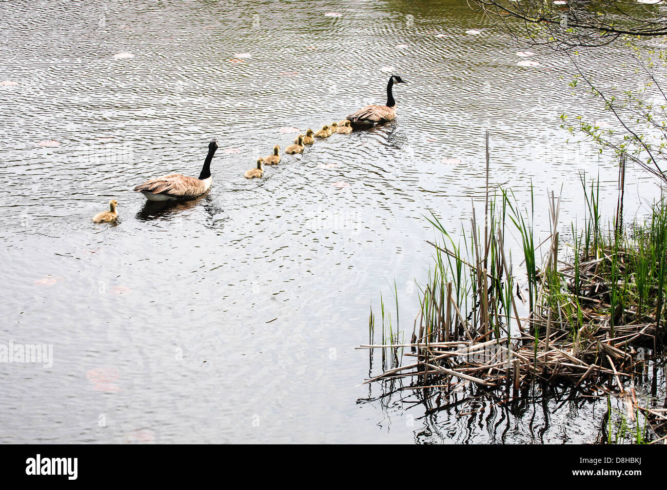 Wild Canadian or Canada Geese Family with 9 Gosling's or Canada Goose ...