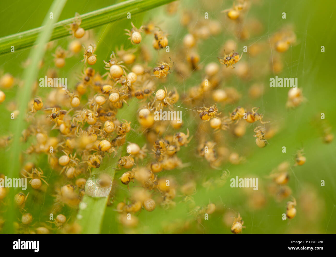 Small spiders hi-res stock photography and images - Alamy