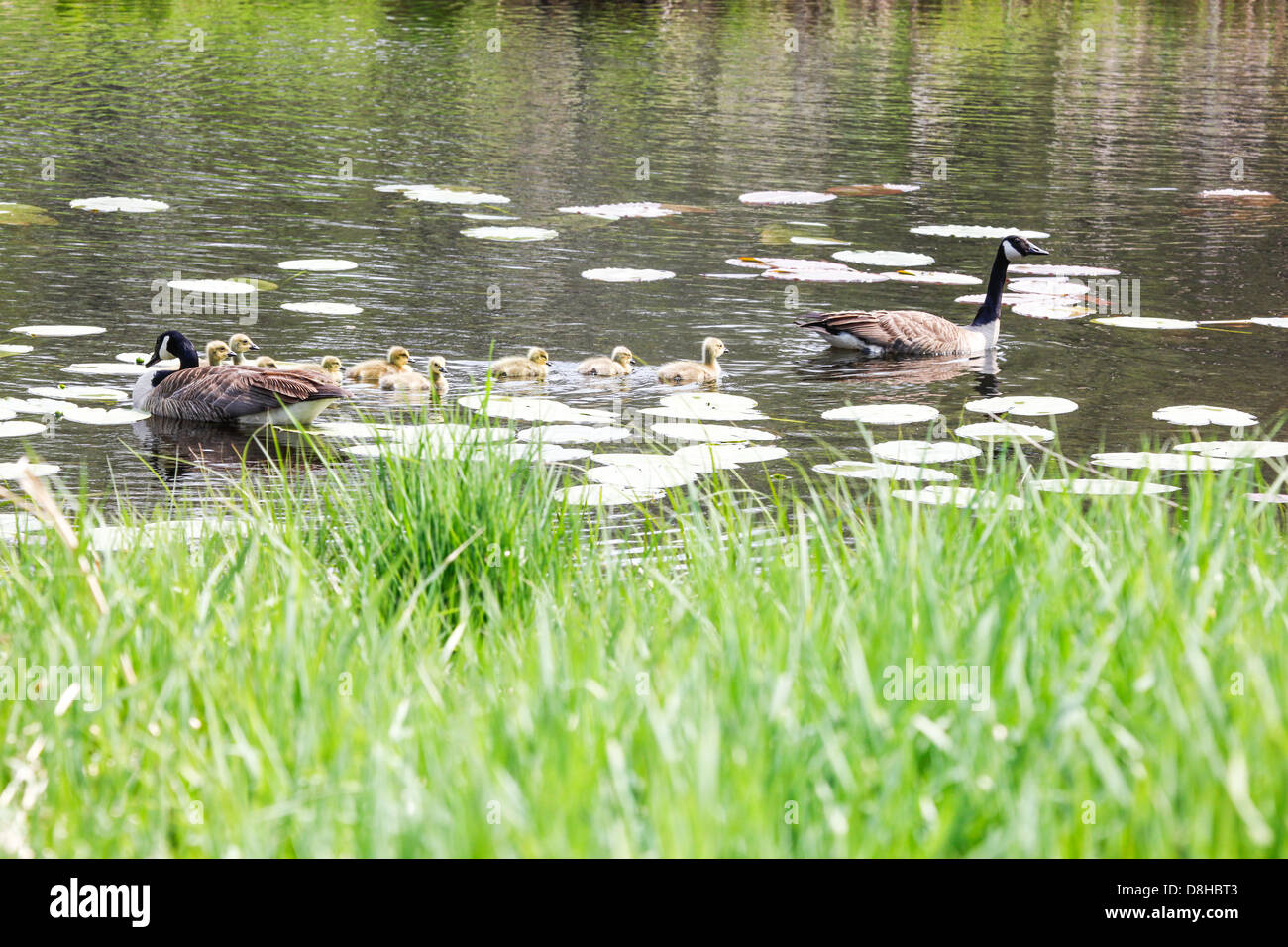 Wye marsh midland ontario hi-res stock photography and images - Alamy