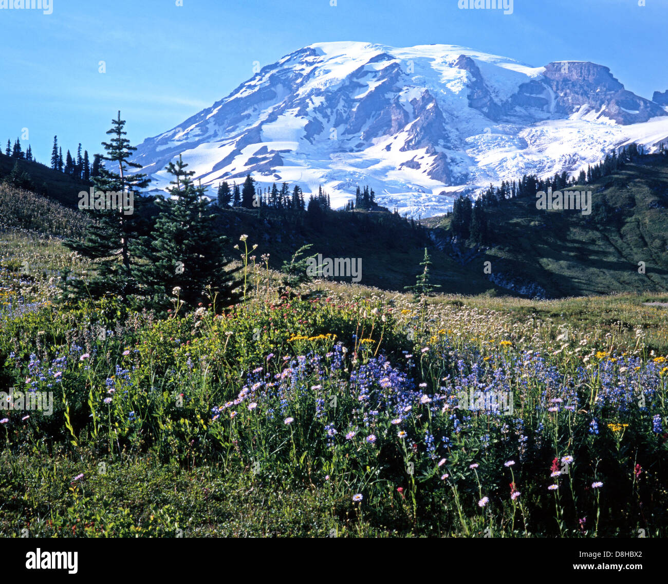 Mount Ranier, Paradise, Oregon, USA Stock Photo - Alamy