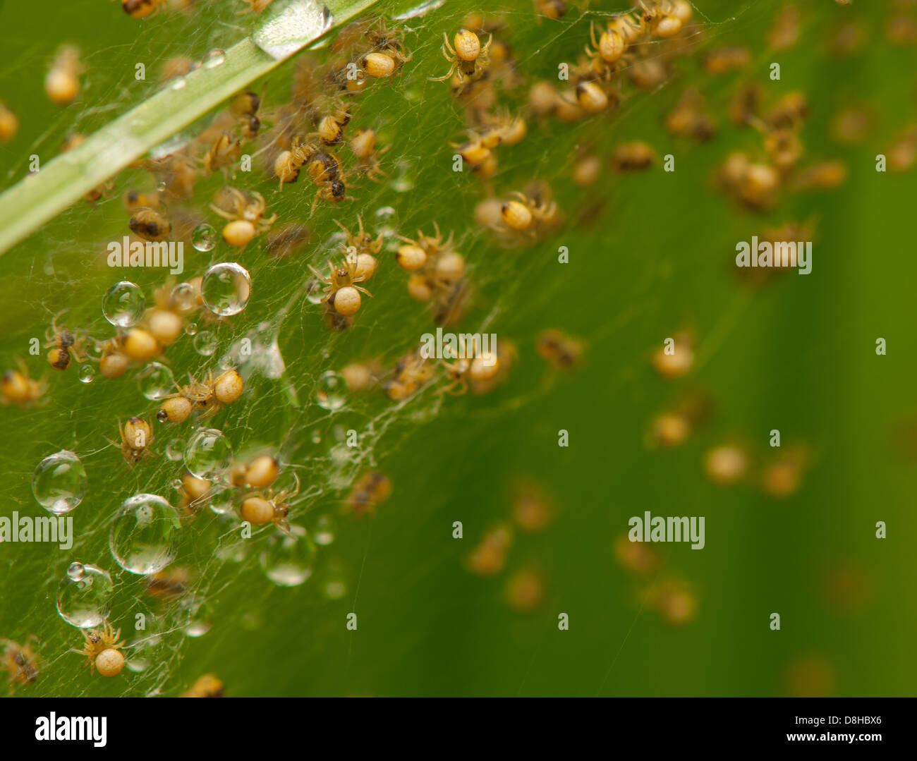 Small spiders hi-res stock photography and images - Alamy