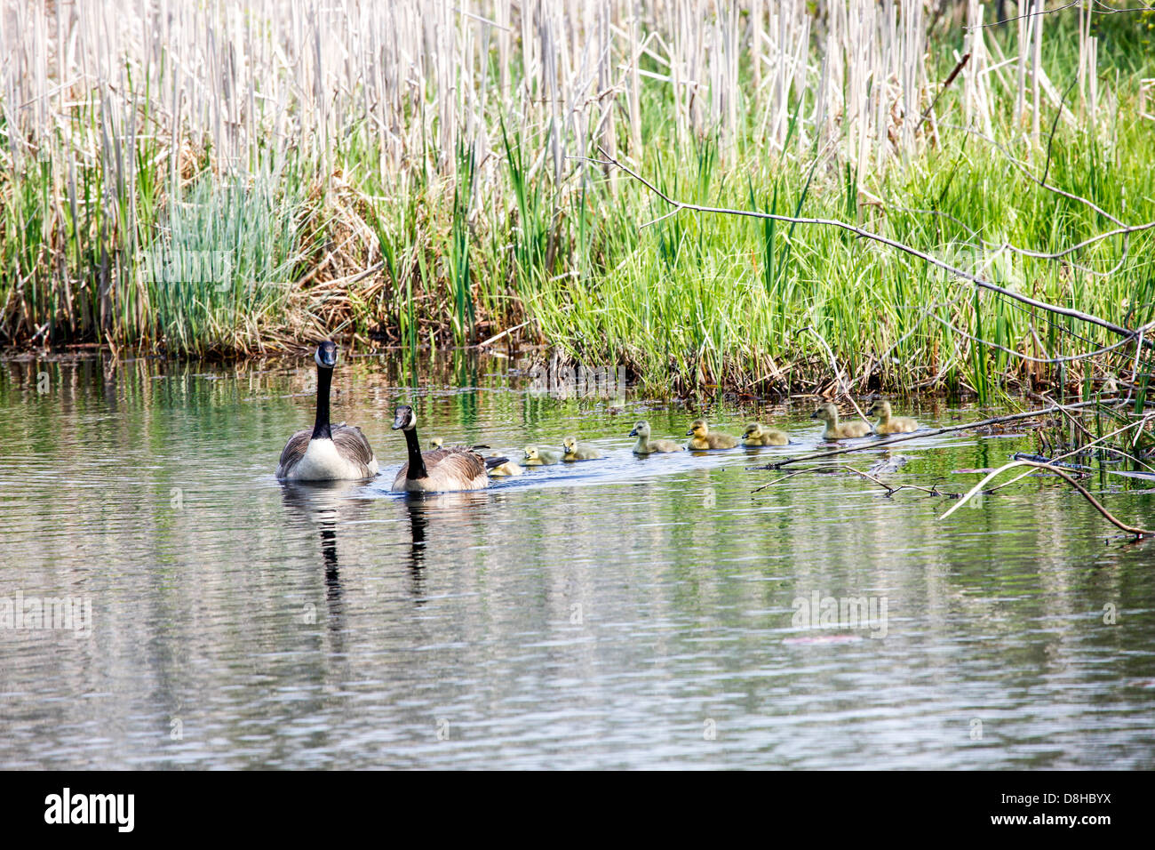 Wild Canadian or Canada Geese Family with 9 Gosling's or Canada Goose ...