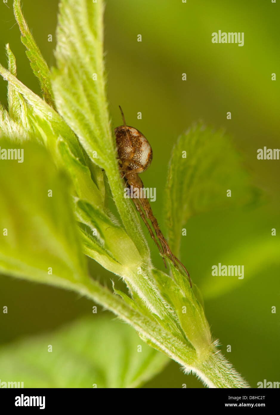 Metellina segmentata hi-res stock photography and images - Alamy