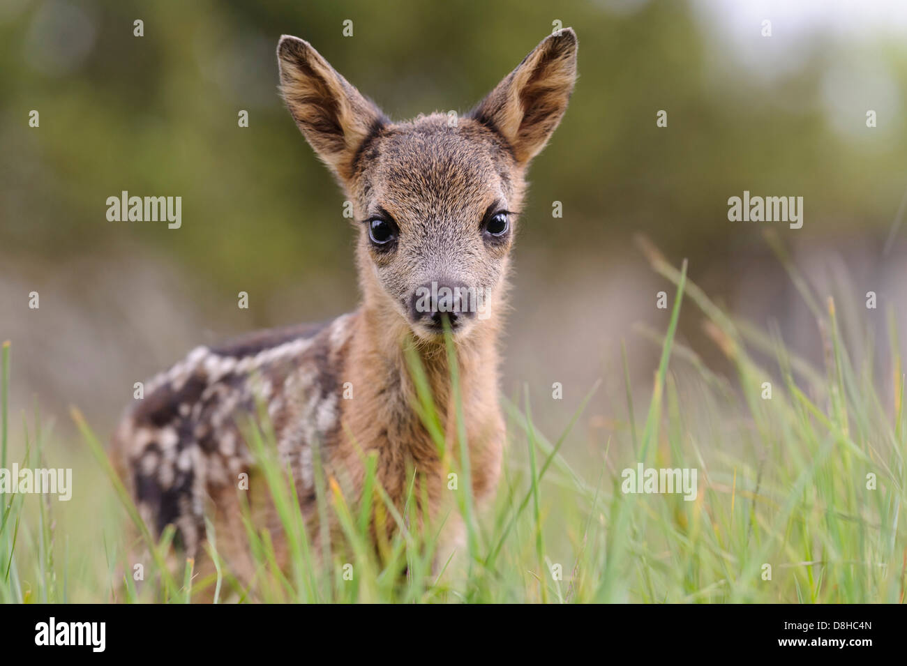 fawn, roe deer, capreolus capreolus, vechta, niedersachsen, germany ...