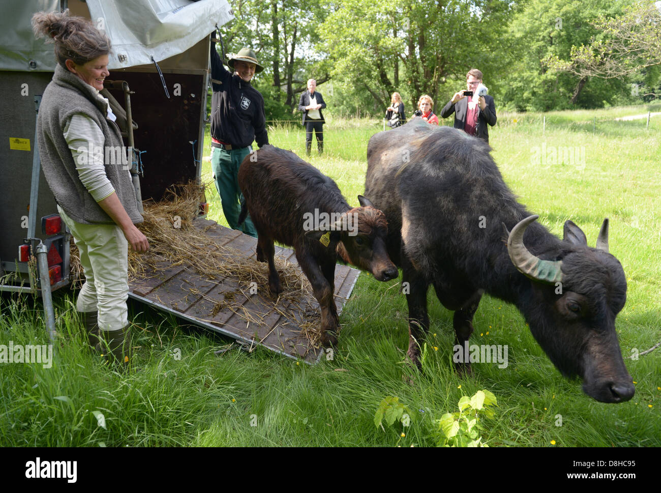 Four water buffalo stand in their enclosure on Peacock Island in Berlin ...