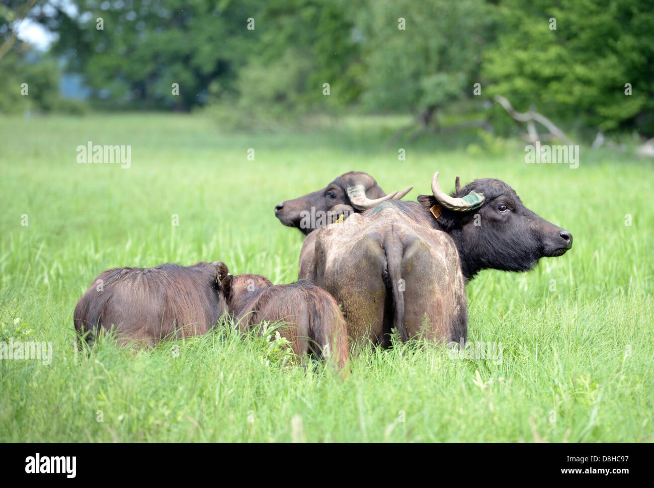 Four water buffalo stand in their enclosure on Peacock Island in Berlin ...