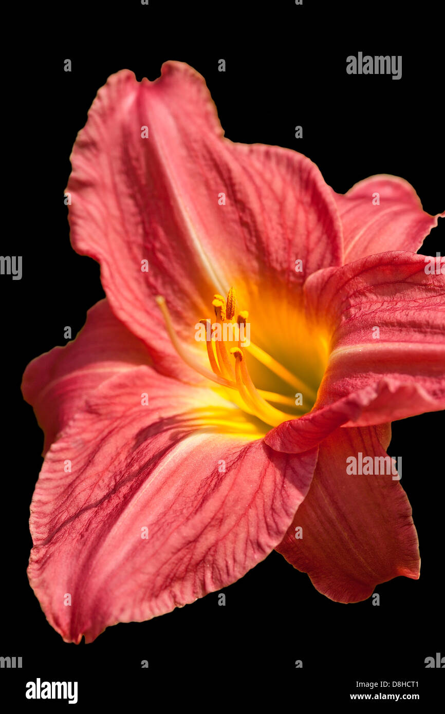 Lily vine hi-res stock photography and images - Alamy