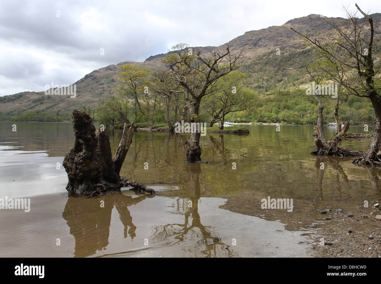 Trees on island in Loch Lomond Scotland May 2013 Stock Photo - Alamy