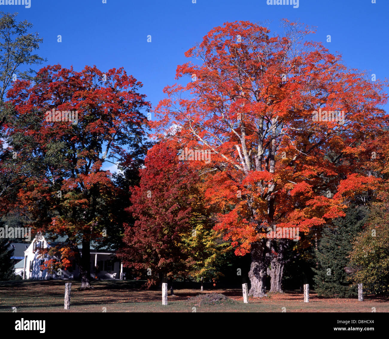Pretty autumn trees, Conway, New Hampshire, United States of America ...