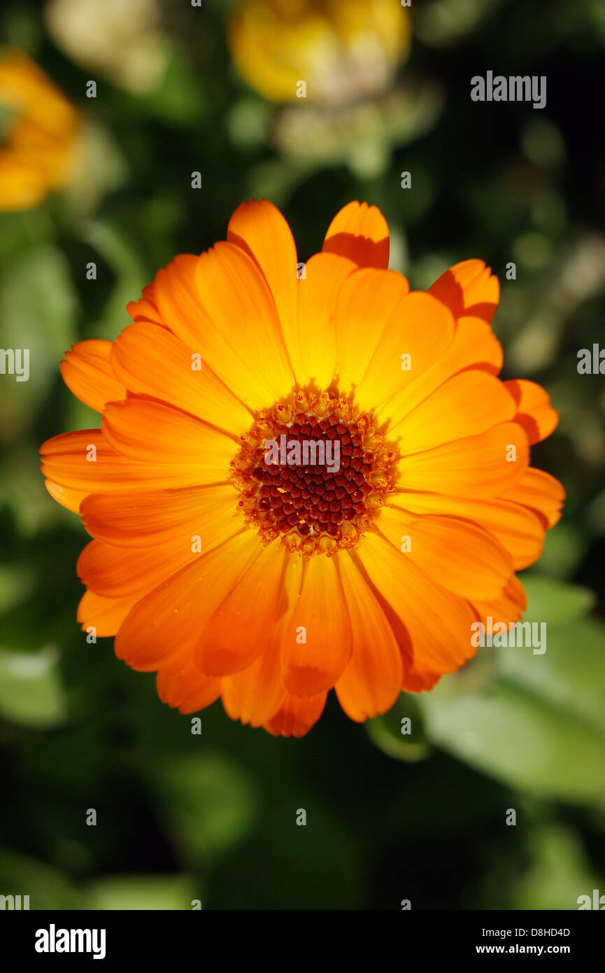 Marigold calendula officinalis growing in an organic garden a herbal ...