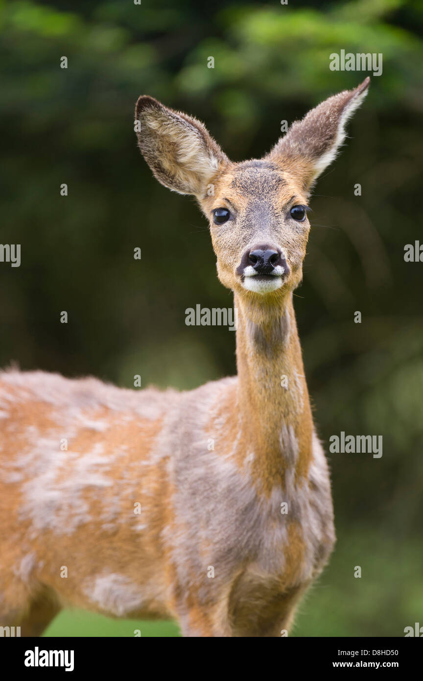 doe, roe deer, capreolus capreolus, vechta, niedersachsen, germany ...