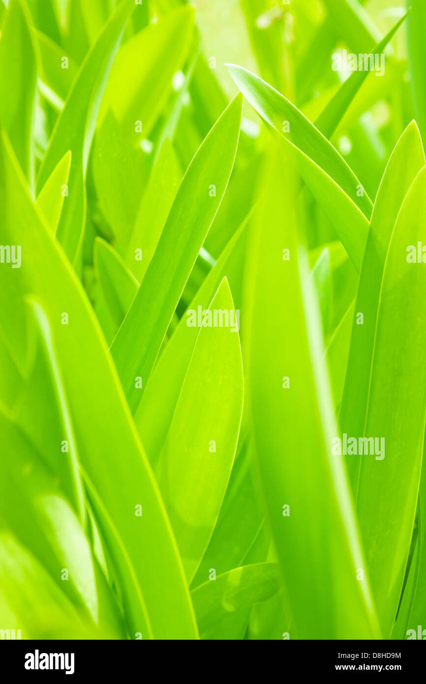 Abstract floral background, fresh green grass, textured wallpaper ...