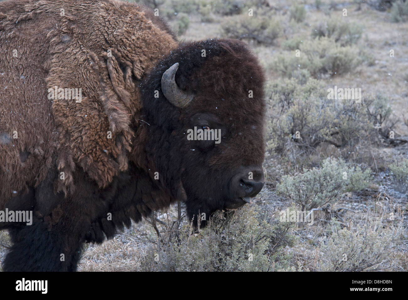Bison, Buffalo, Snow, Snowing, Yellowstone, Yellowstone National Park ...