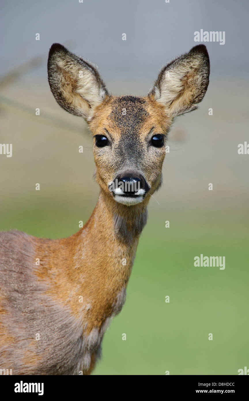 doe, roe deer, capreolus capreolus, vechta, niedersachsen, germany ...