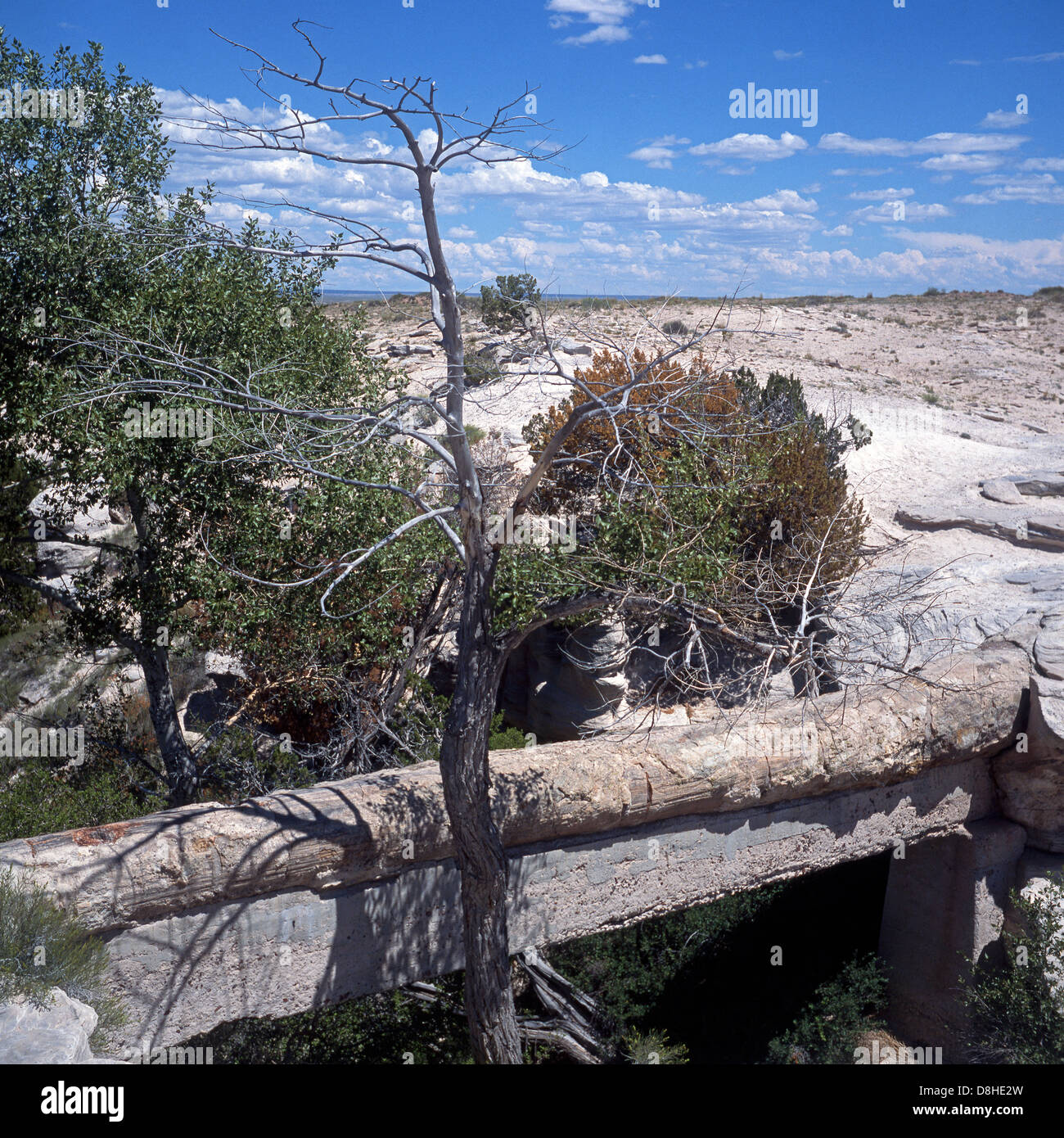 View of the rugged landscape, Petrified Forest National park (Apache ...