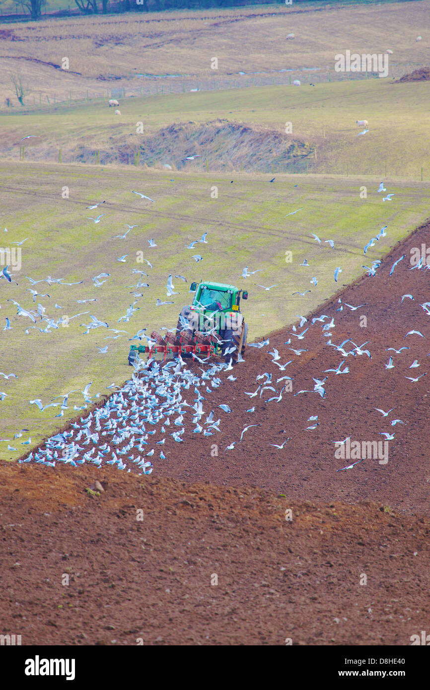 Gulls around tractor hi-res stock photography and images - Alamy