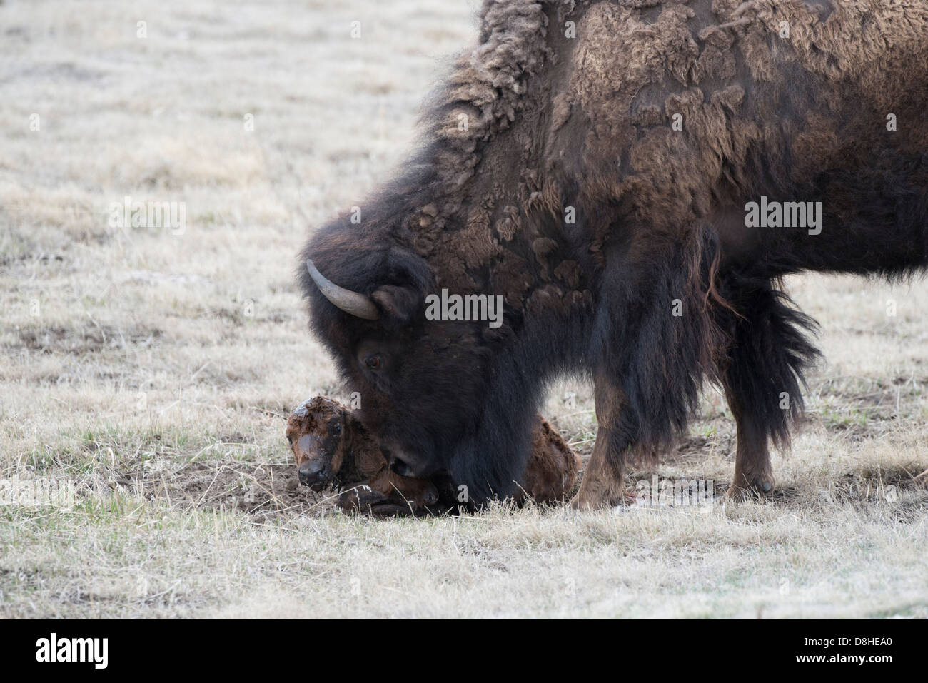 Bison Calf, Newborn, Baby Bison, Baby, Bison Cow and Calf, Bison Cow ...