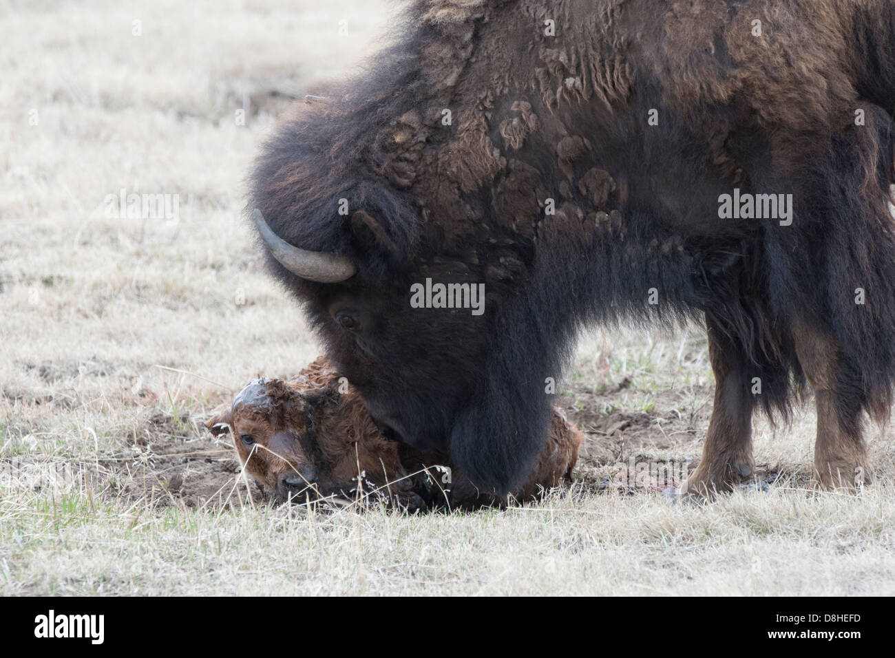 Bison Calf, Newborn, Baby Bison, Baby, Bison Cow and Calf, Bison Cow ...