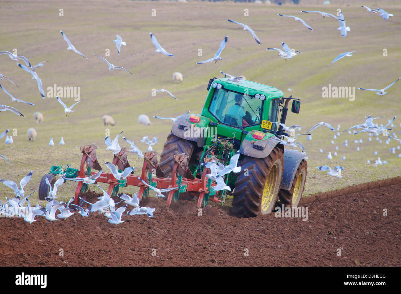 Tractor ploughing with gulls flocking around, near Armathwaite, Eden ...