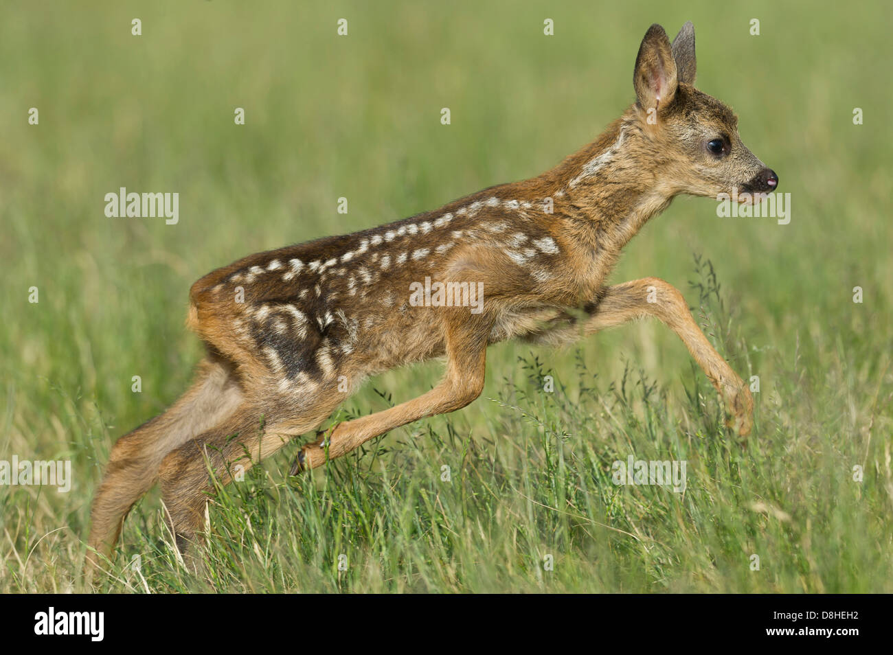fawn, roe deer, capreolus capreolus, vechta, niedersachsen, germany ...