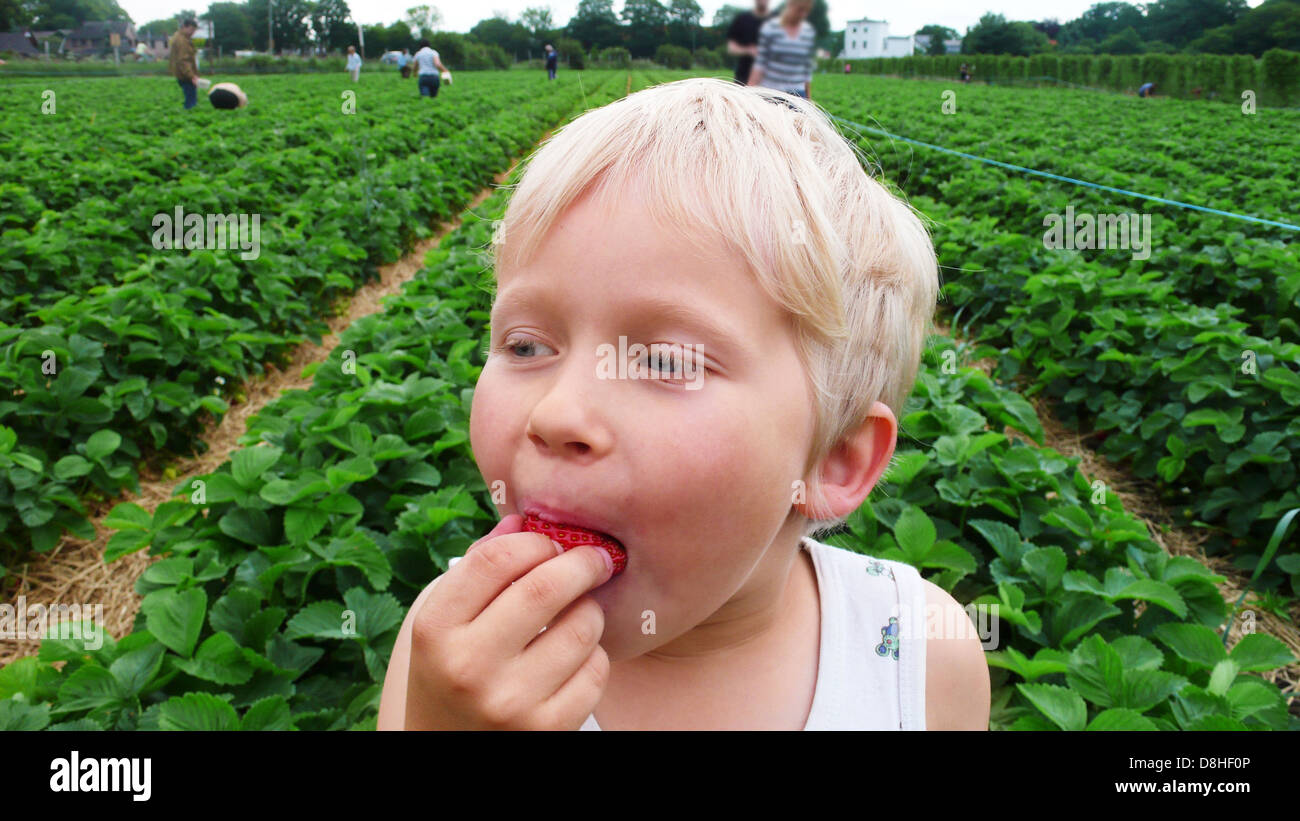 Boy eats strawberry Stock Photo - Alamy