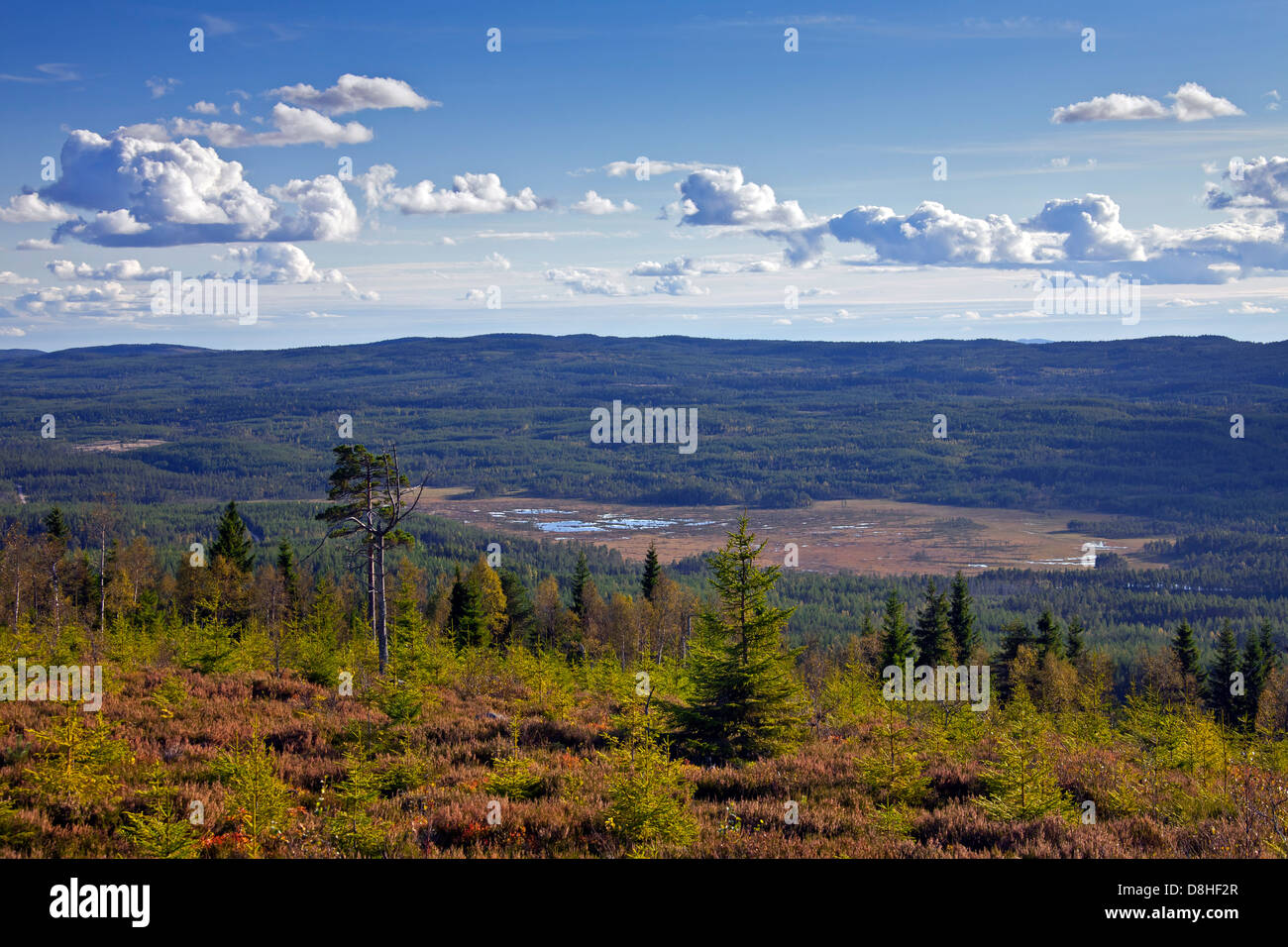 Coniferous forest with Scots Pines (Pinus sylvestris), Dalarna, Sweden ...