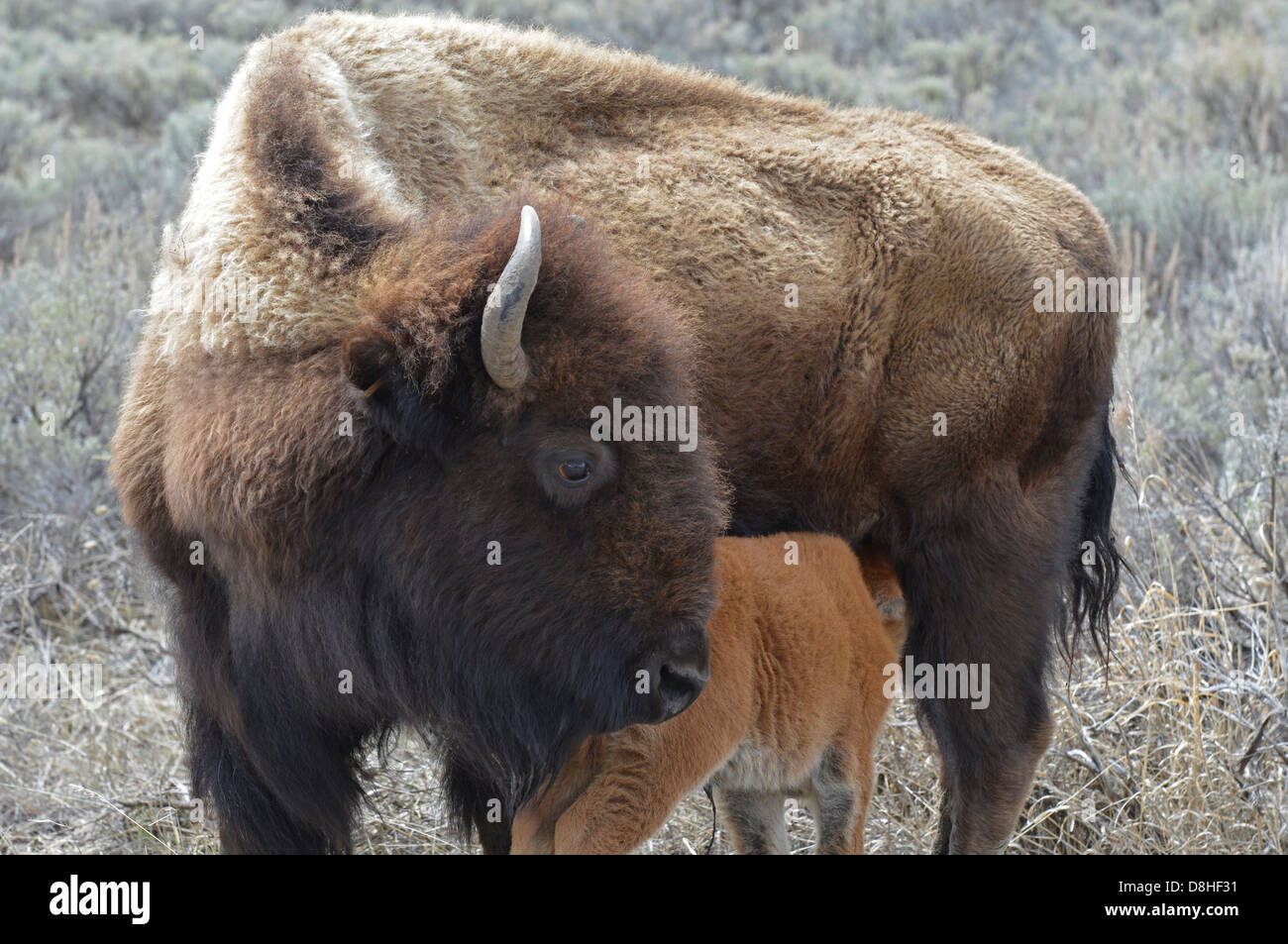 Large bison calf nursing hi-res stock photography and images - Alamy
