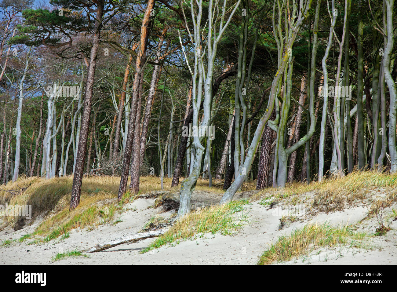 Beech and pine trees at Western Pomerania Lagoon Area National Park ...