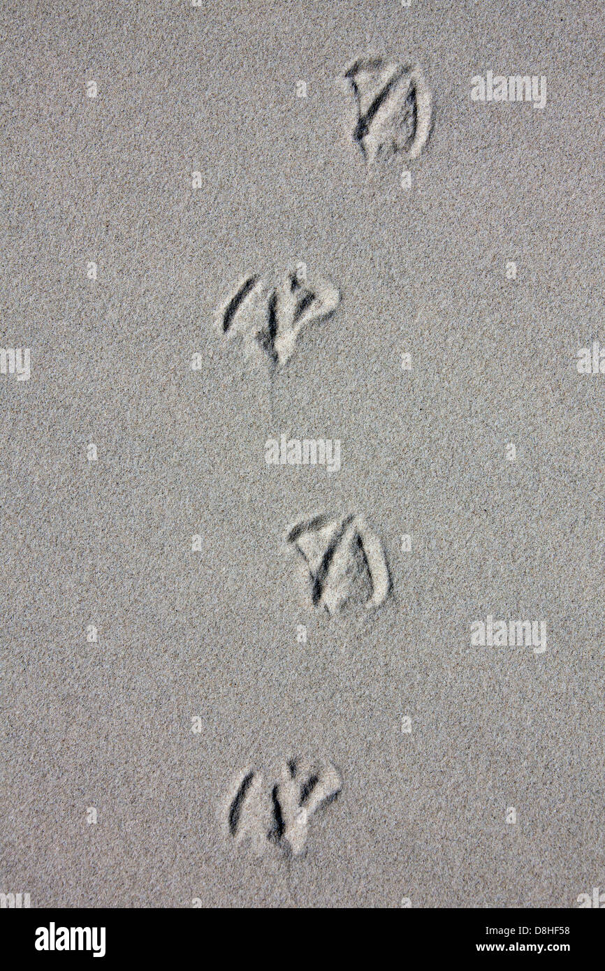 Footprints of gull in sea sand on the beach along the North Sea coast ...