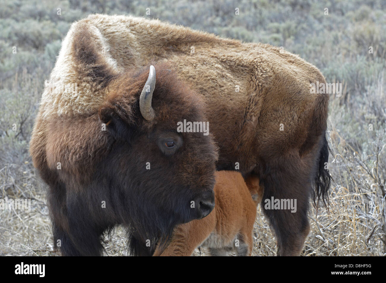 Bison Calf, Nursing, Bison Cow and Calf, Bison Cow, Yellowstone ...