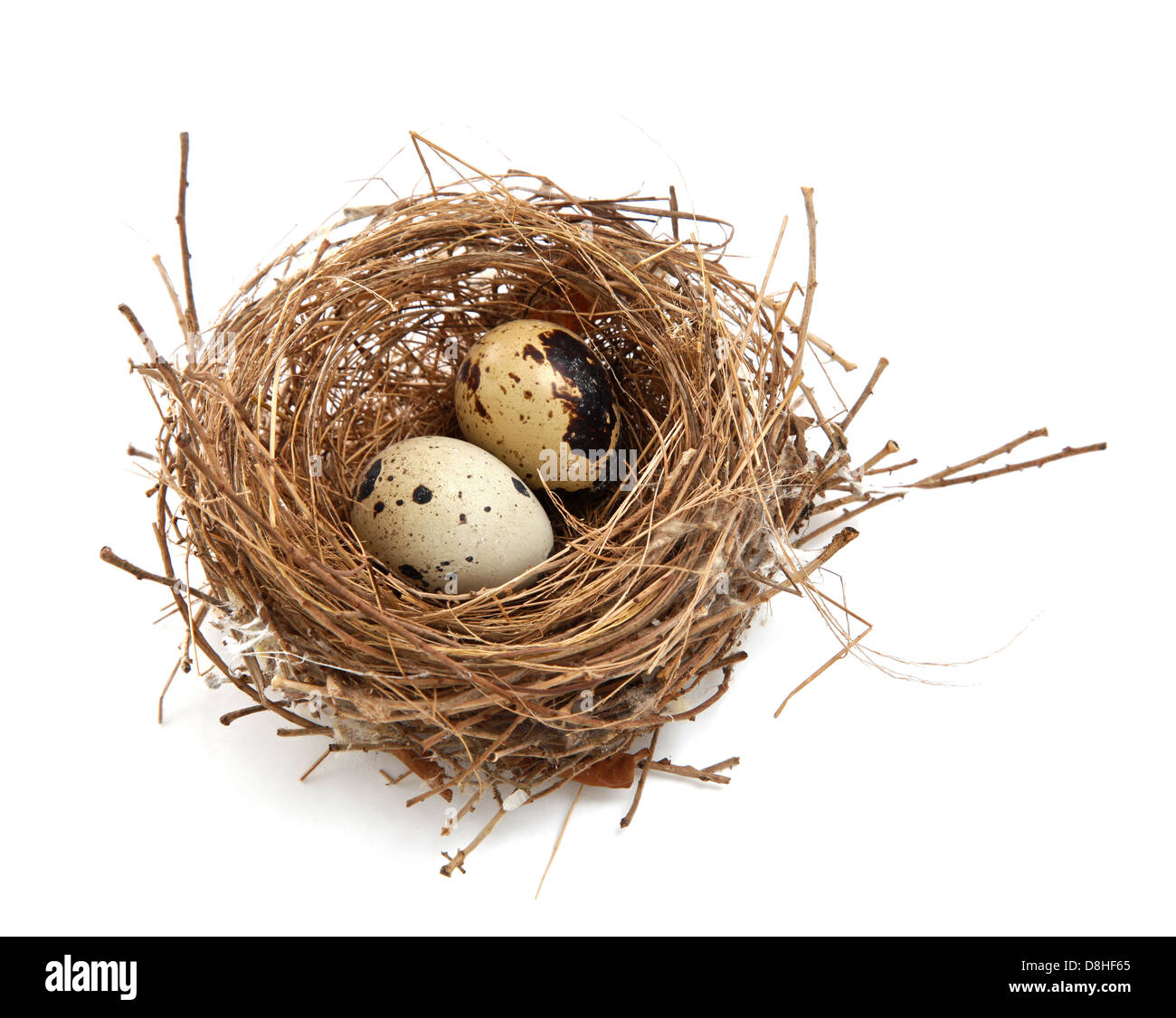 Nest bird eggs Cut Out Stock Images & Pictures - Alamy