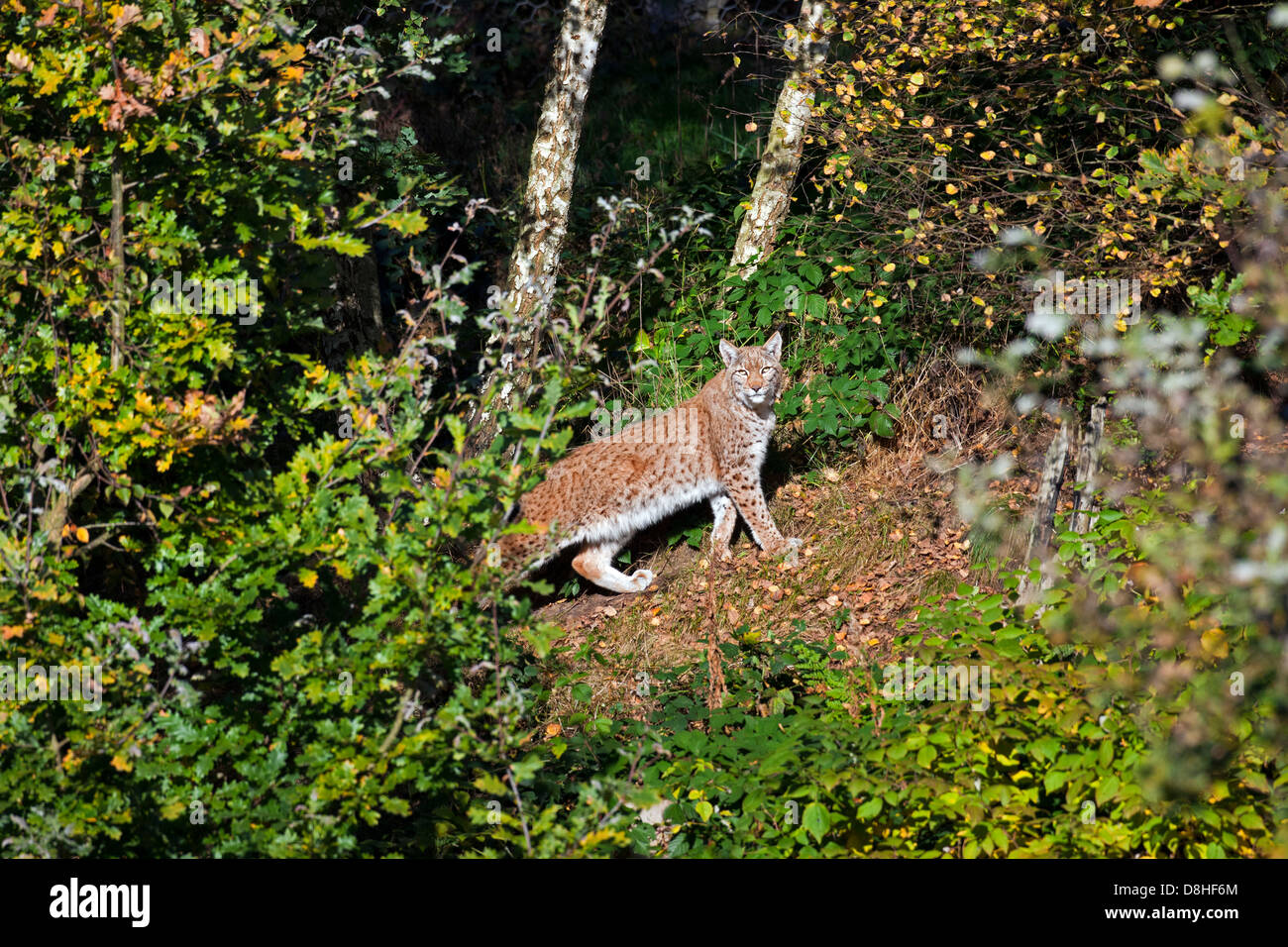 Eurasian lynx (Lynx lynx) in open spot in forest Stock Photo - Alamy