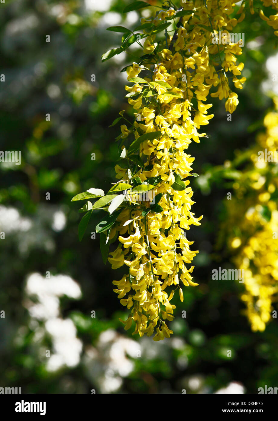 Blossom of Laburnum tree Stock Photo - Alamy