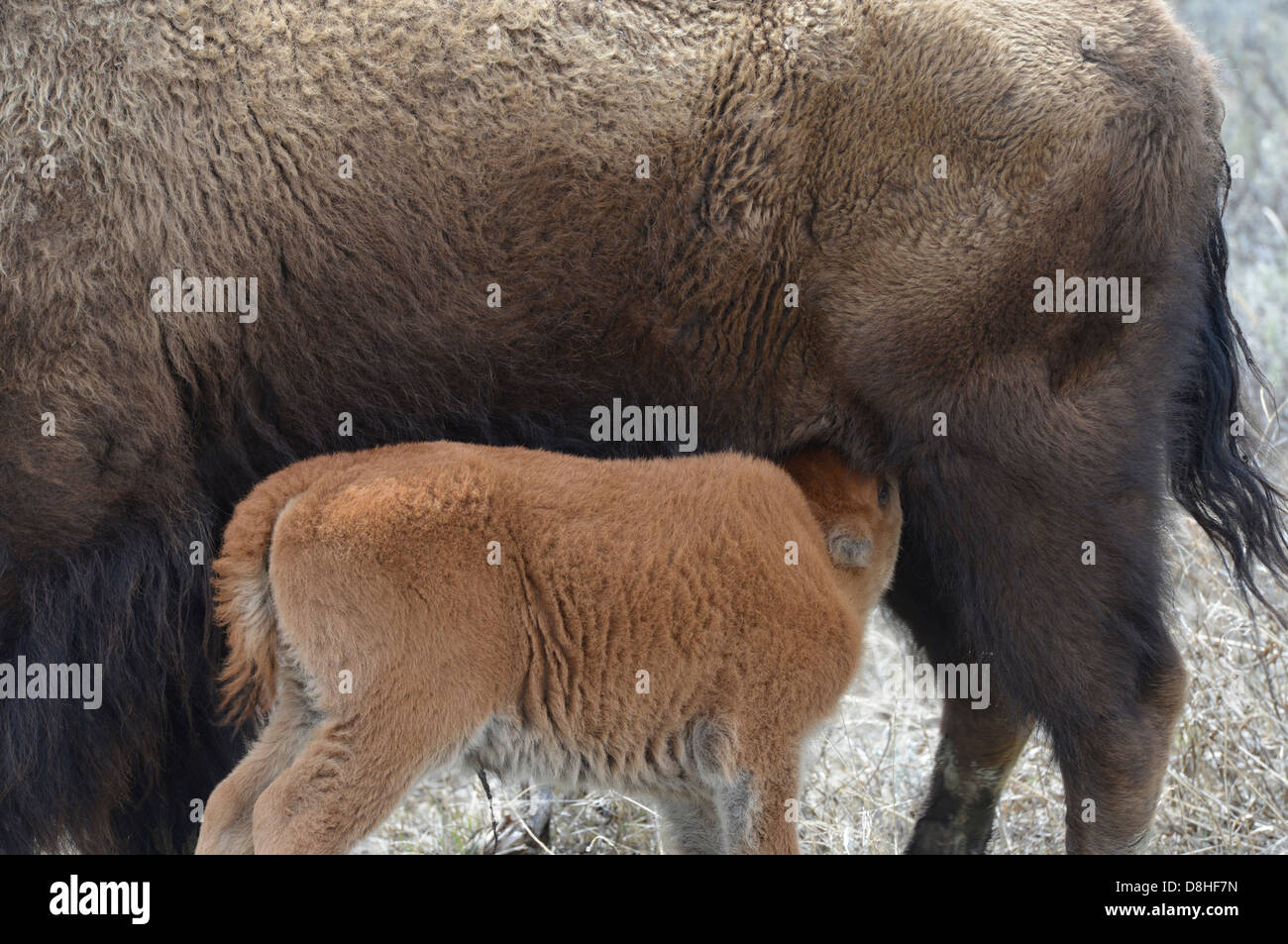 Large bison calf nursing hi-res stock photography and images - Alamy