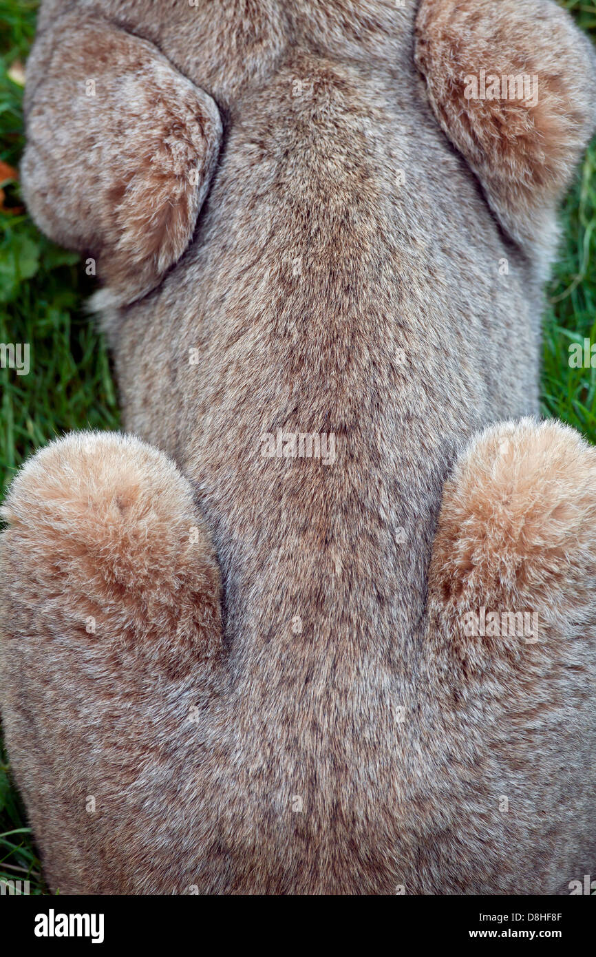 Top view over fur of Eurasian lynx (Lynx lynx Stock Photo - Alamy