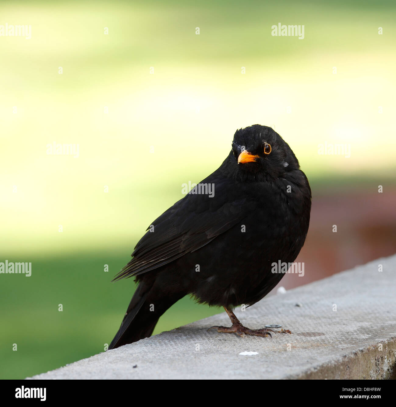 One legged hi-res stock photography and images - Alamy