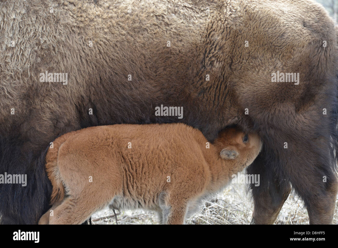 Bison Calf, Nursing, Bison Cow and Calf, Bison Cow, Yellowstone ...