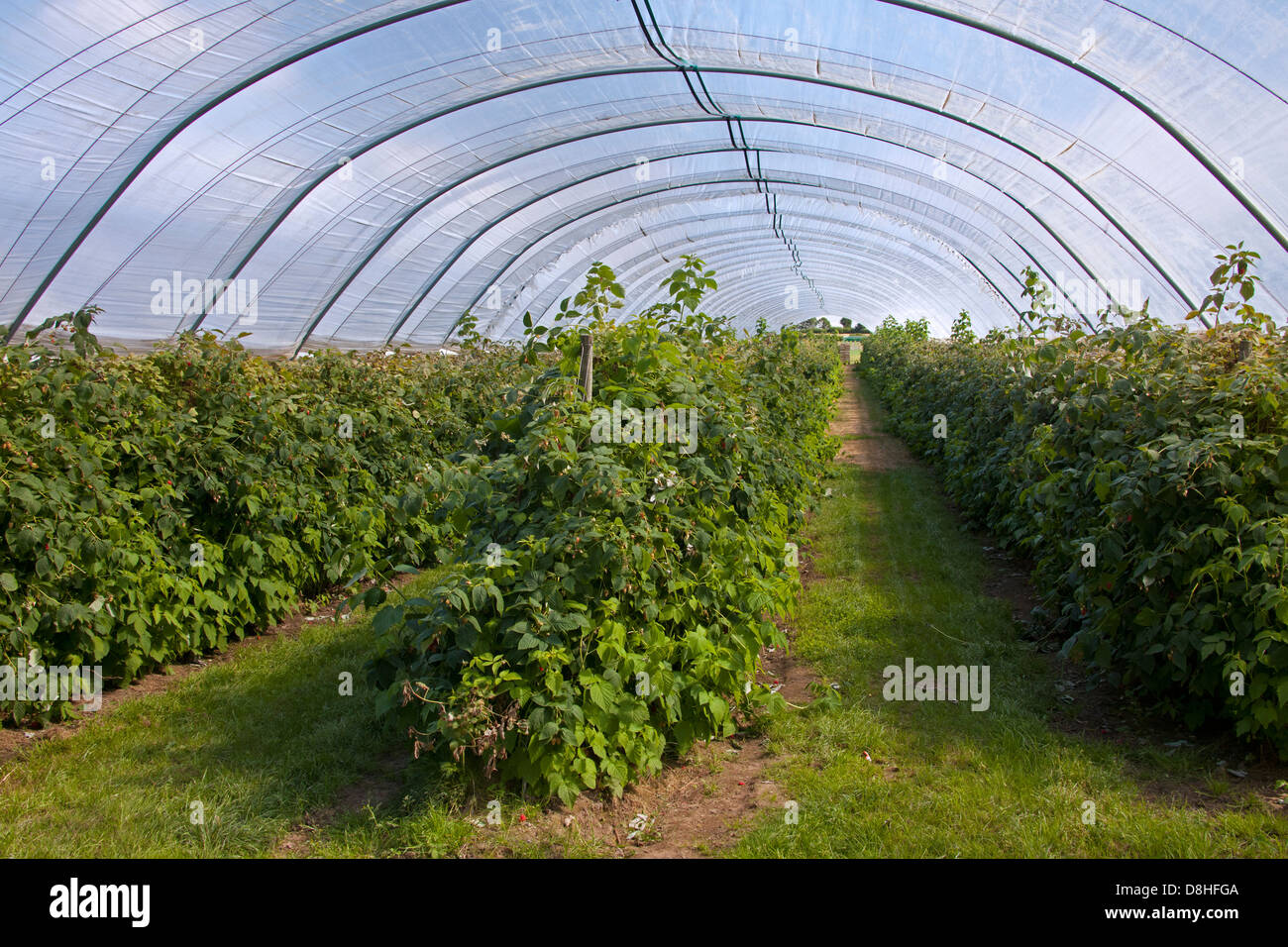 Cultivation of red raspberries (Rubus idaeus) in plastic greenhouse ...
