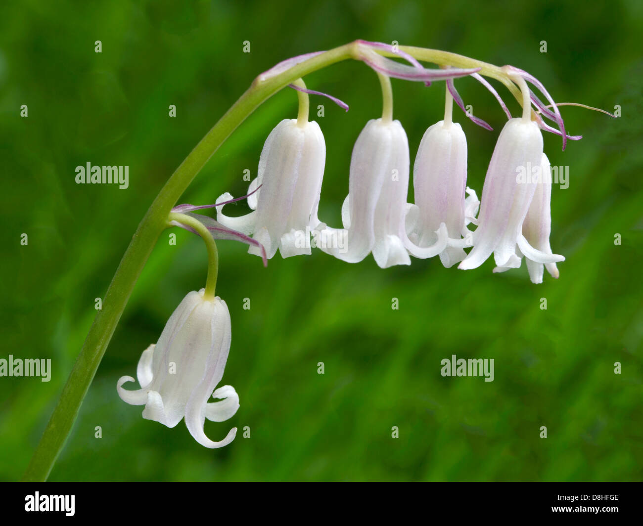 White bluebell hi-res stock photography and images - Alamy