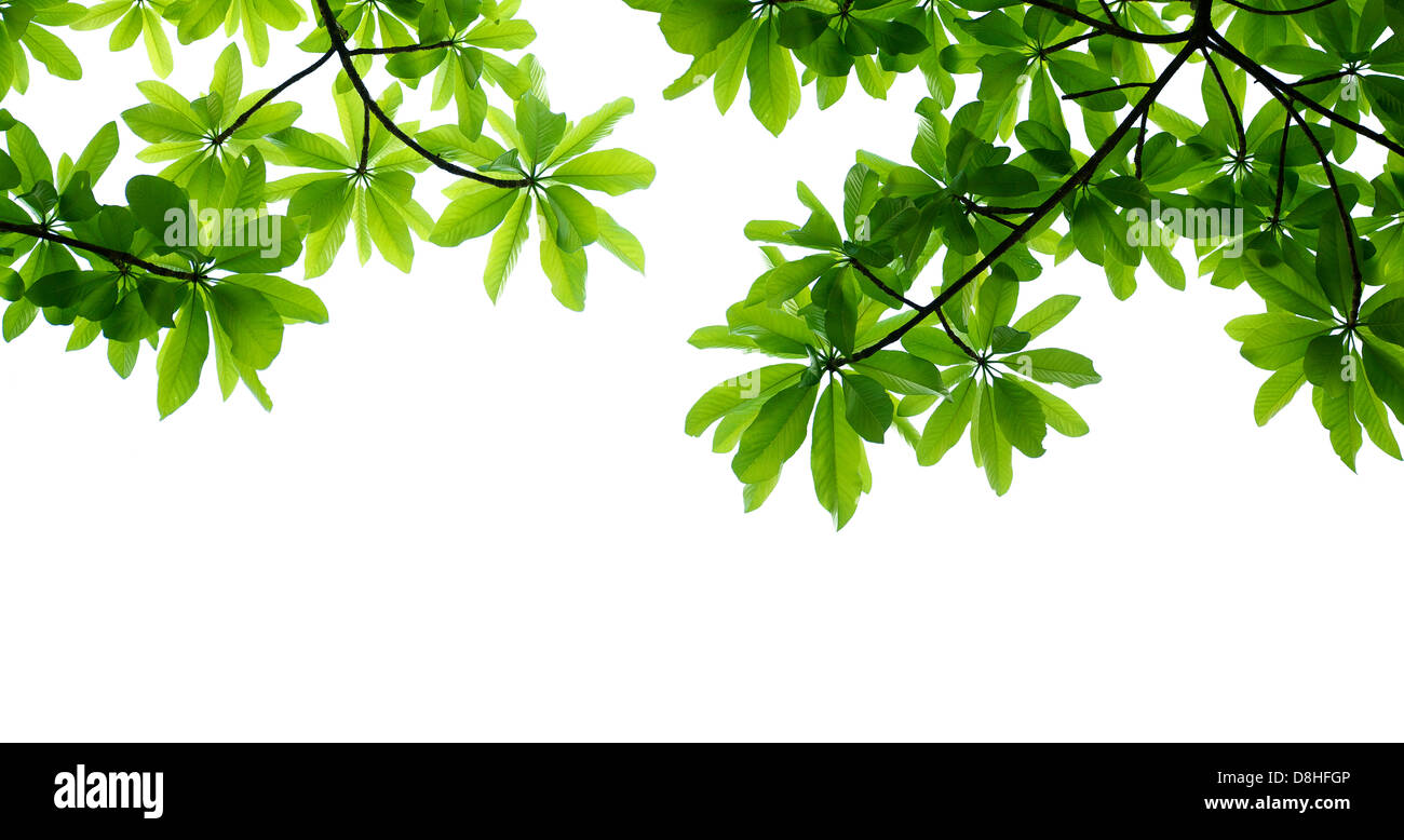 Leafs on white background hi-res stock photography and images - Alamy