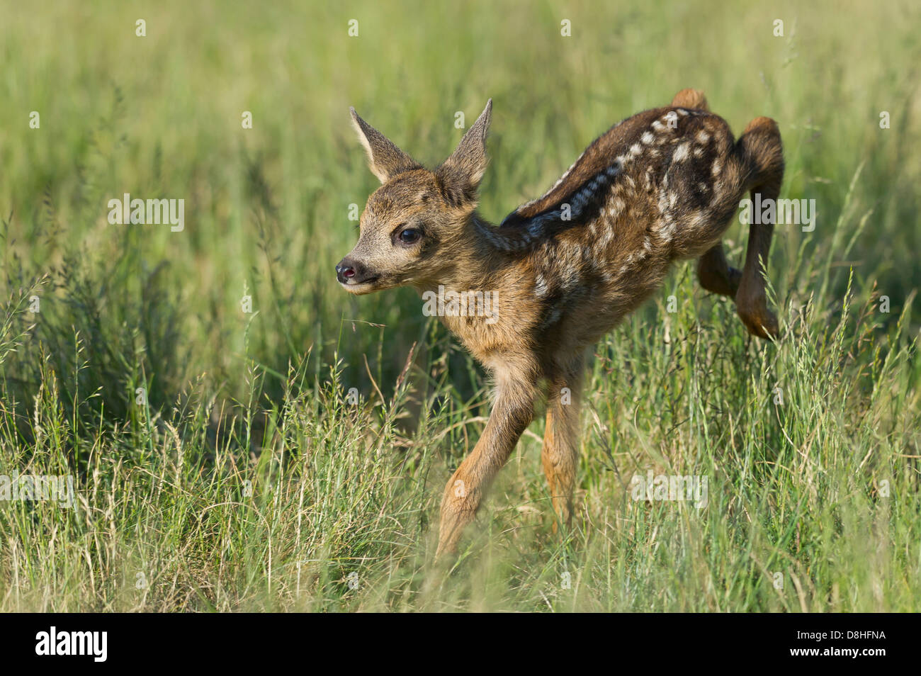 fawn, roe deer, capreolus capreolus, vechta, niedersachsen, germany ...