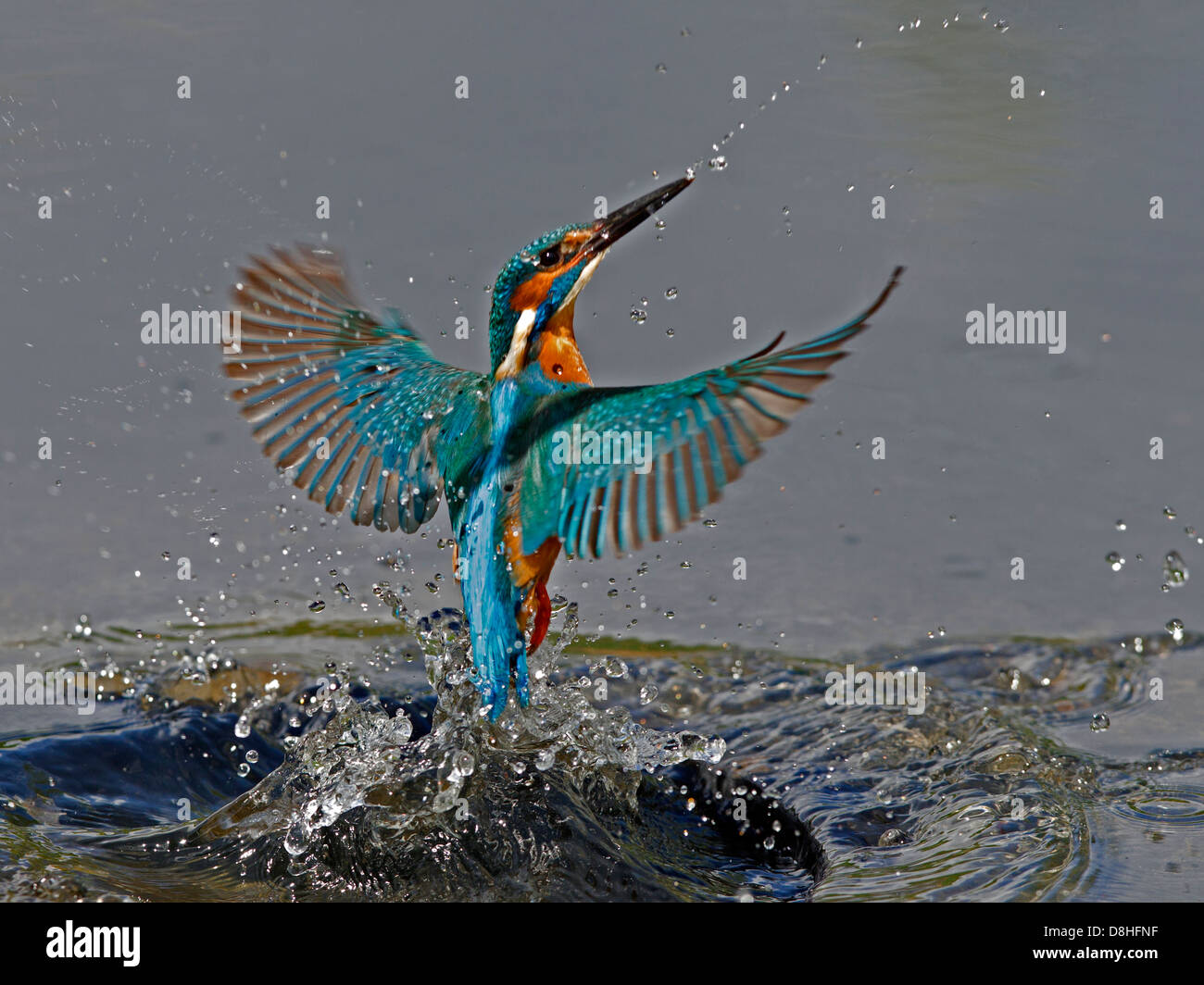 Kingfisher Fishing