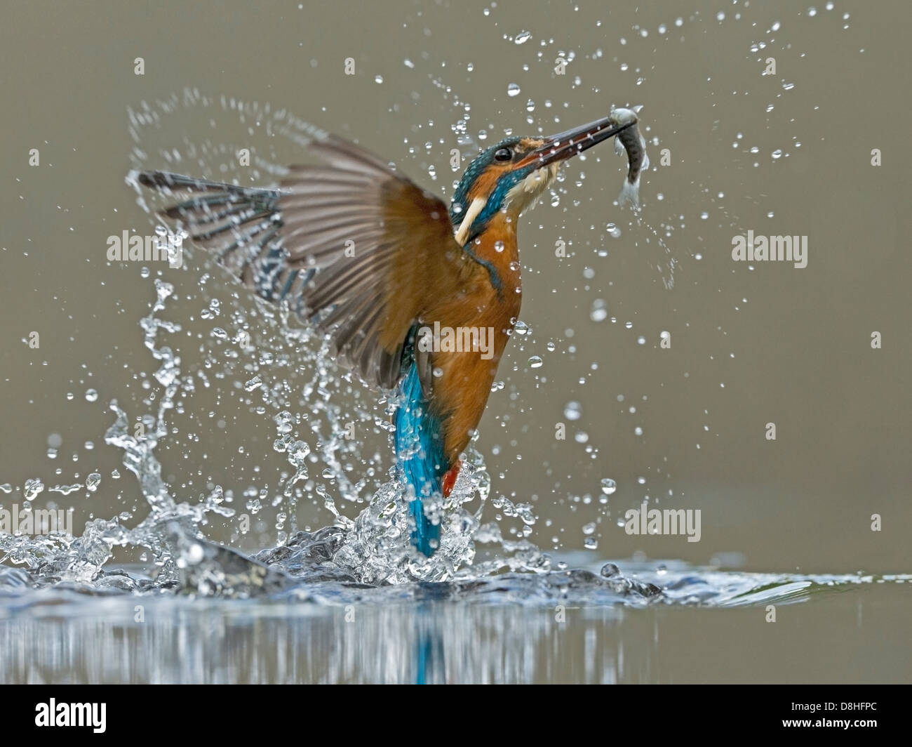 Male common kingfisher fishing with fish Stock Photo - Alamy