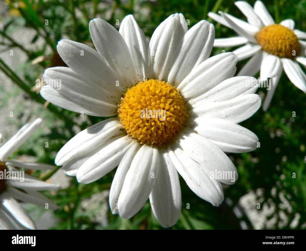 Showcasing petal forms hi-res stock photography and images - Alamy