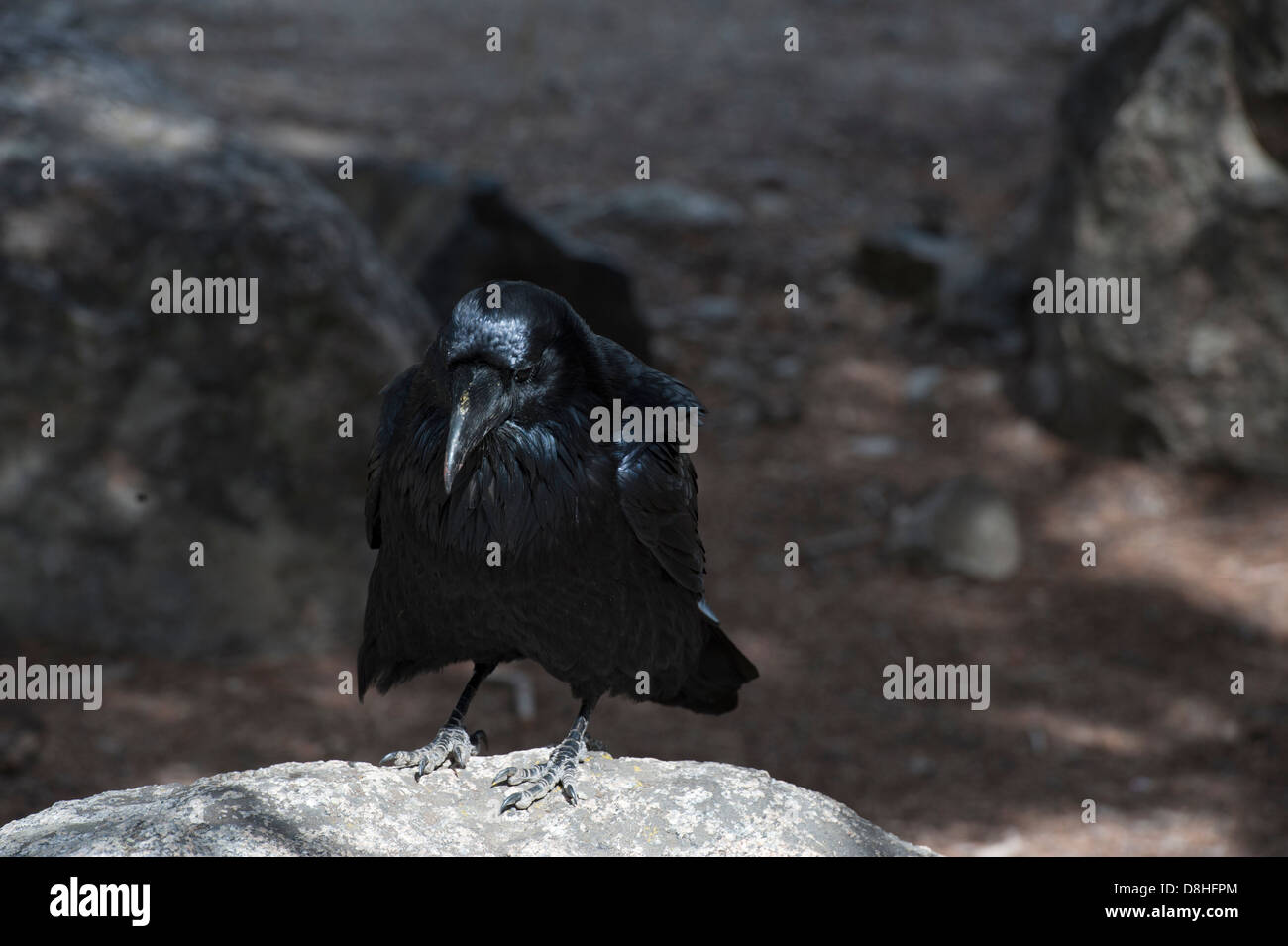 Raven yellowstone yellowstone national park hi-res stock photography ...