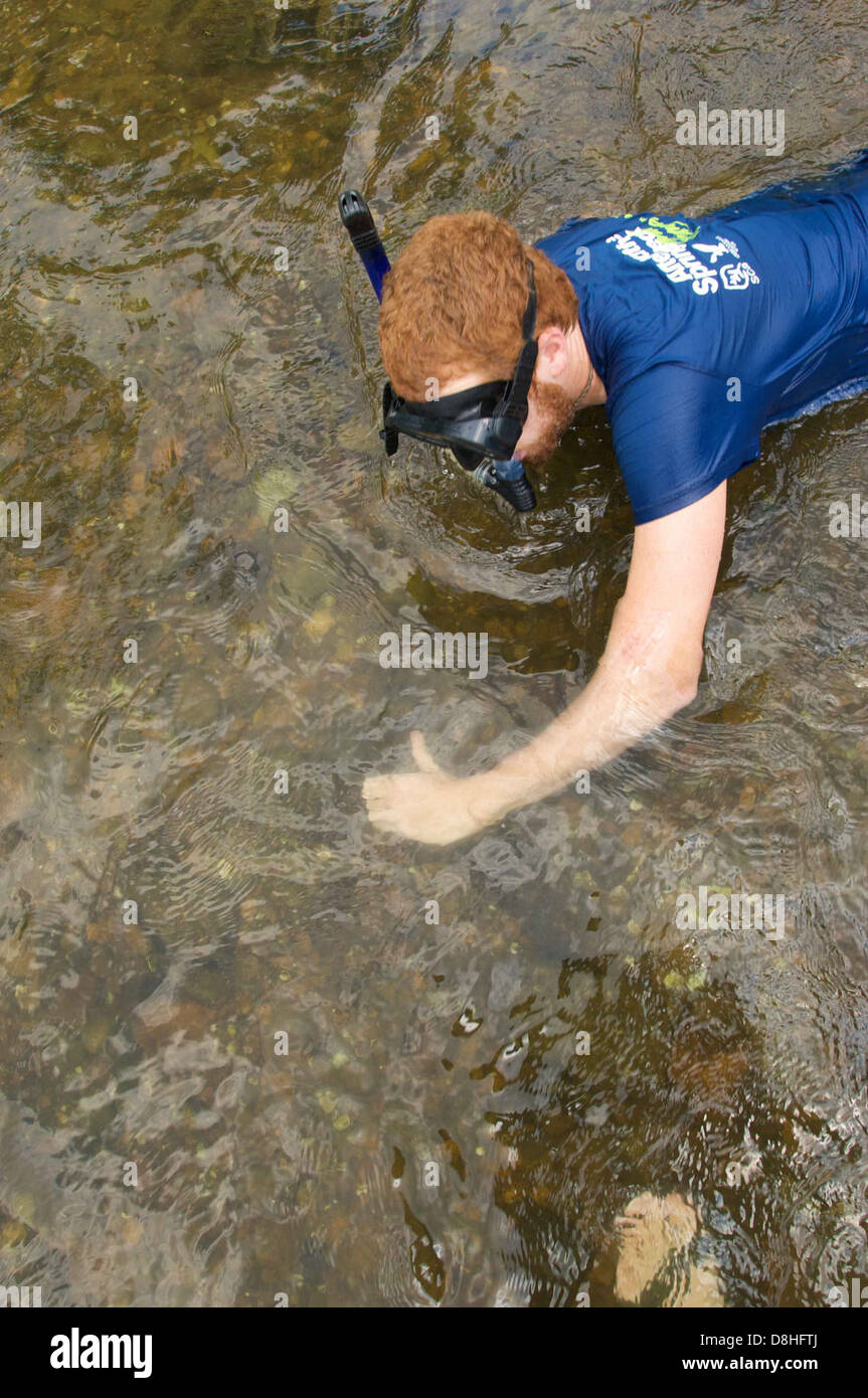 A diver is seen snorkeling in shallow water, using a mask and snorkel ...