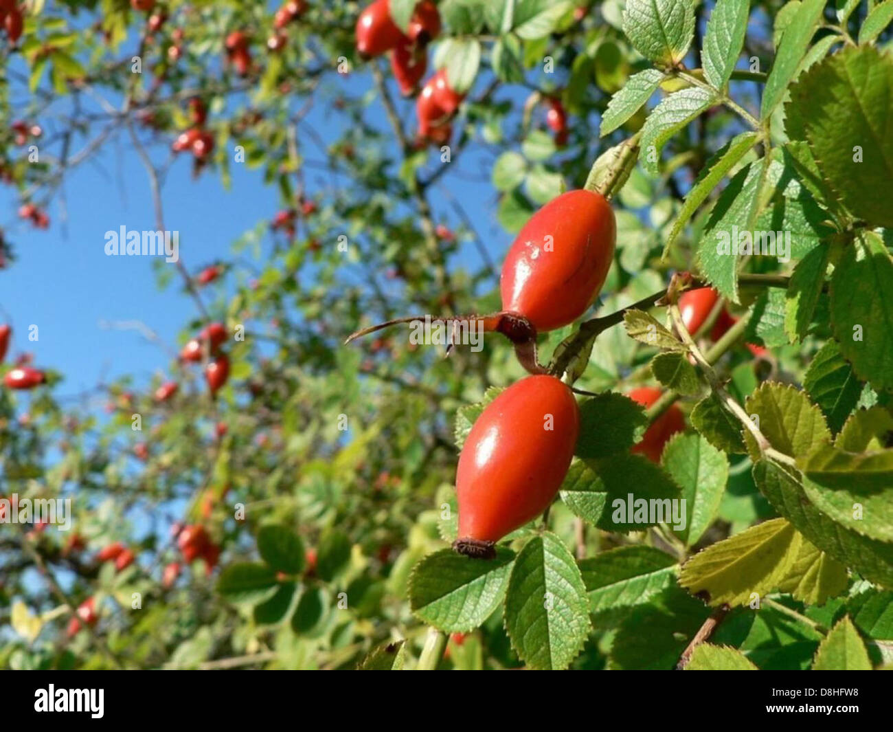 A close-up of ripe dog rose hips, showing their red color and smooth ...